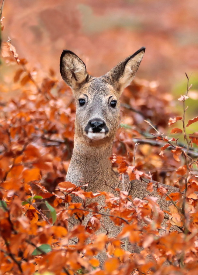 Le chevreuil dans le Cantal